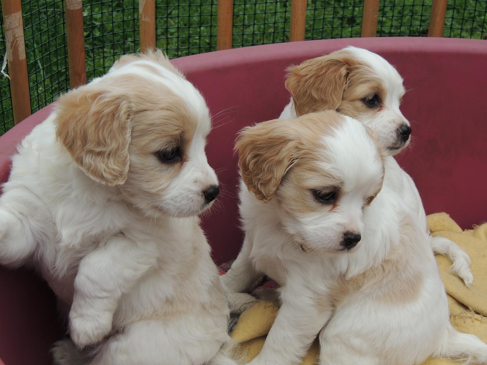Sevrage D un Chiot Tout Ce Que Vous Devez Savoir Pour Le R ussir Sevrage D un Chiot Tout Ce Que Vous Devez Savoir Pour Le R ussir